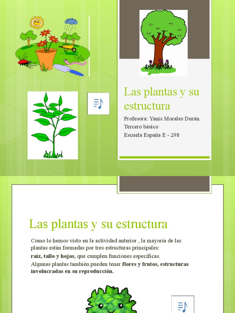 Las Plantas y Su Estructura | PDF
