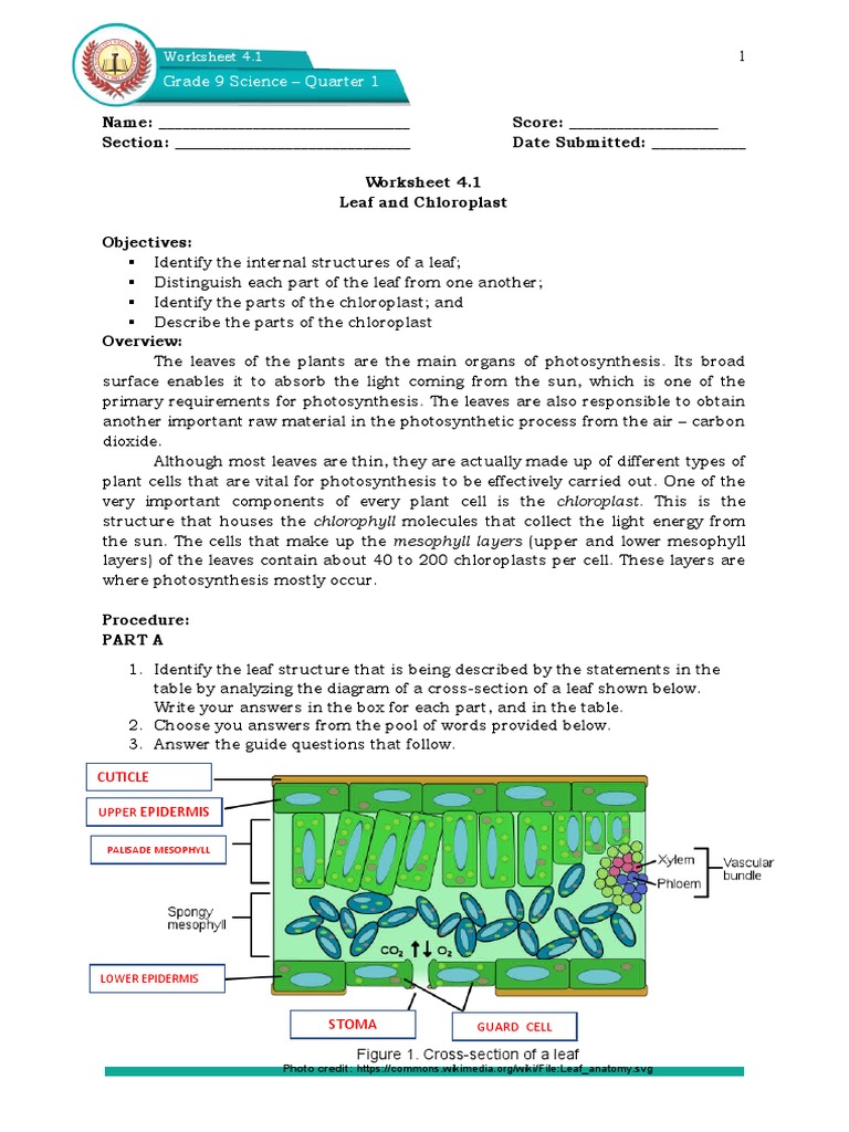 Chloroplast and Leaf Structure Worksheet | PDF | Leaf | Chloroplast