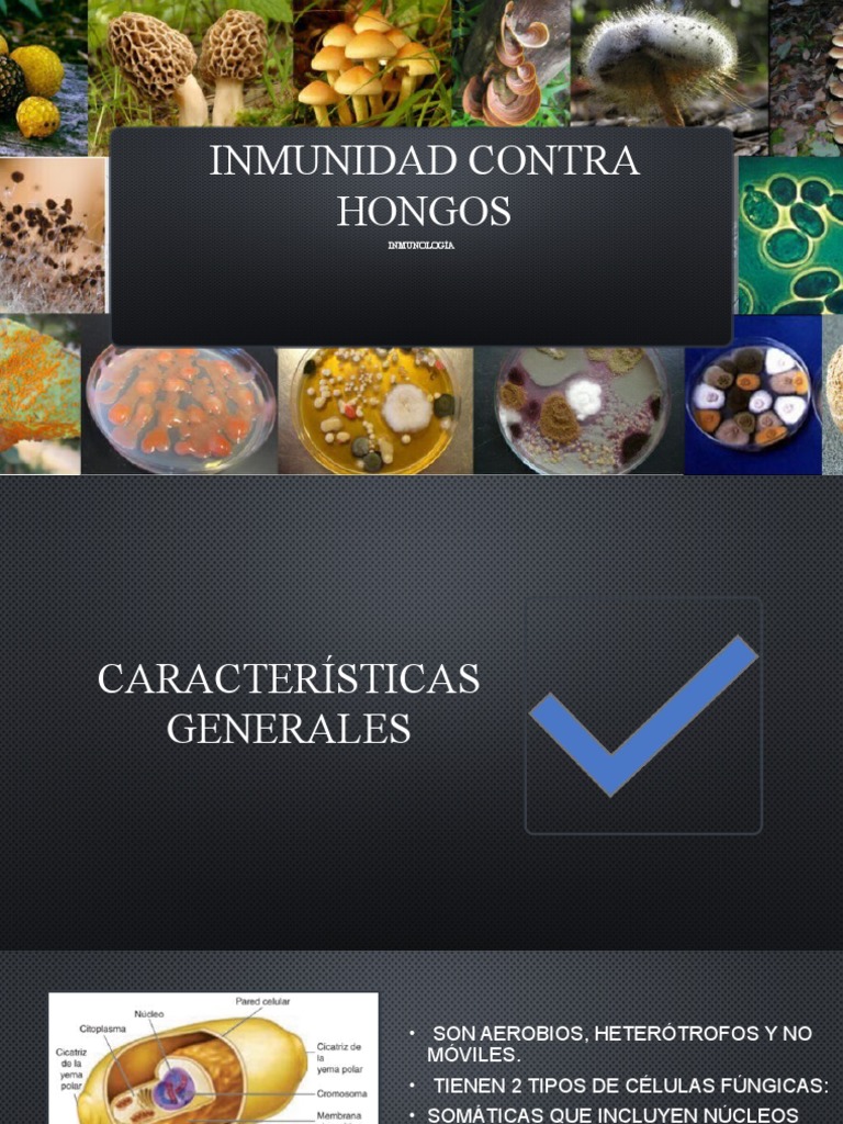 Respuesta Inmune Frente A Hongos | PDF | Sistema inmune | Célula T