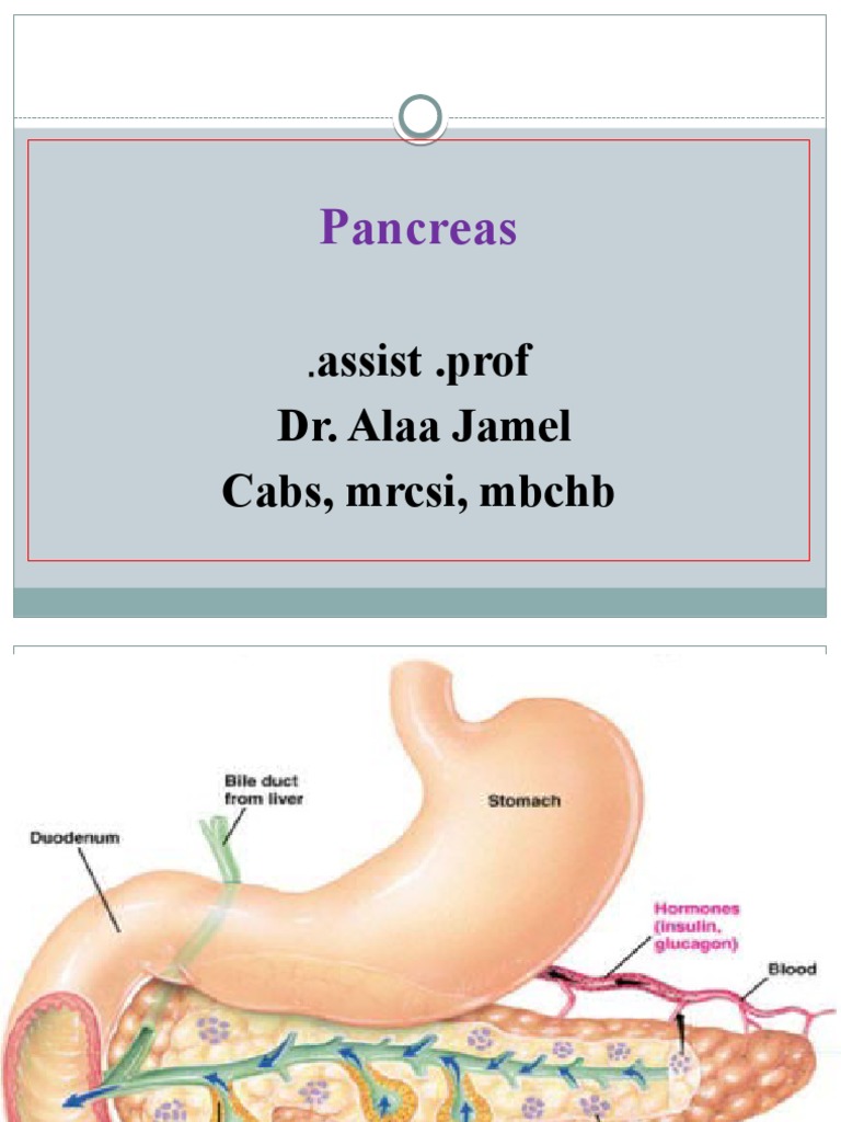 Ana. D. Alaa L3 Pancreas | PDF | Pancreas | Spleen