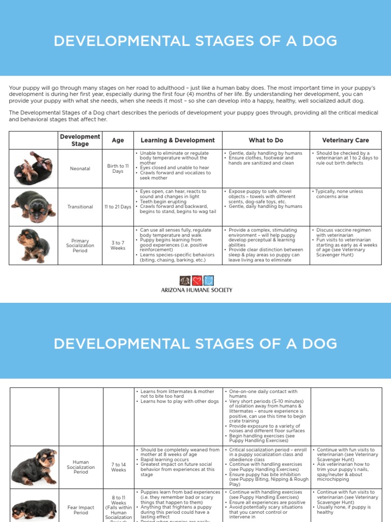 Developmental Stages of A Dog: Development Stage Age Learning ...