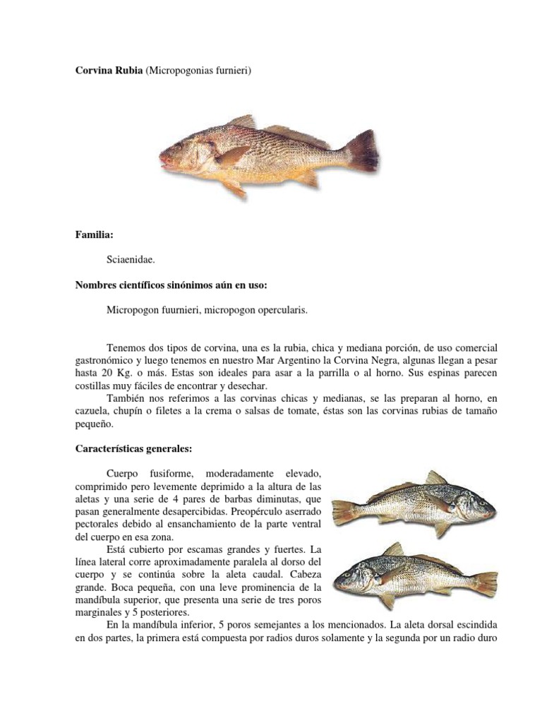 Corvina Rubia (Micropogonias Furnieri Color) | PDF | Salsa | Mariscos