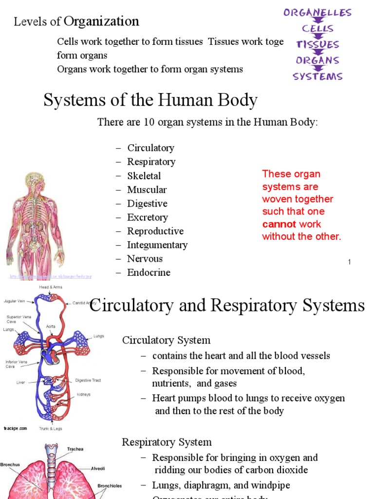 Systems of The Human Body: Organization | PDF | Human Body | Skin