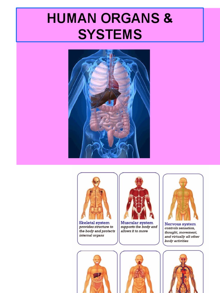 The Major Organ Systems of the Human Body and Their Key Organs | PDF ...