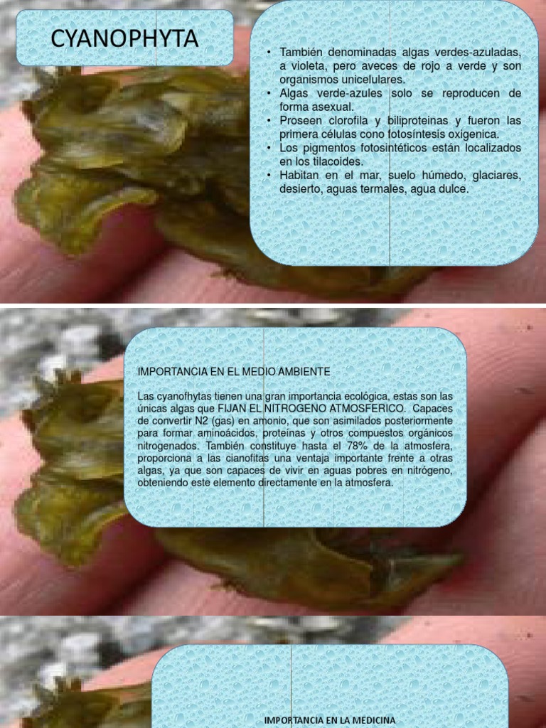 Importancia de las Cianofitas | PDF