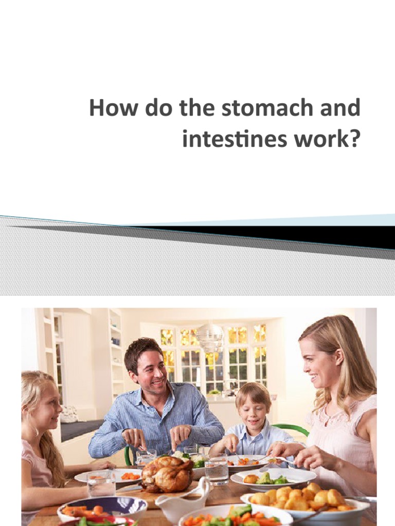 How Do The Stomach and Intestines Work | PDF