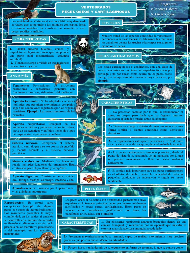 Mapa Conceptual de Los Vertebrados, Peces Oseos y Cartilaginosos PDF ...