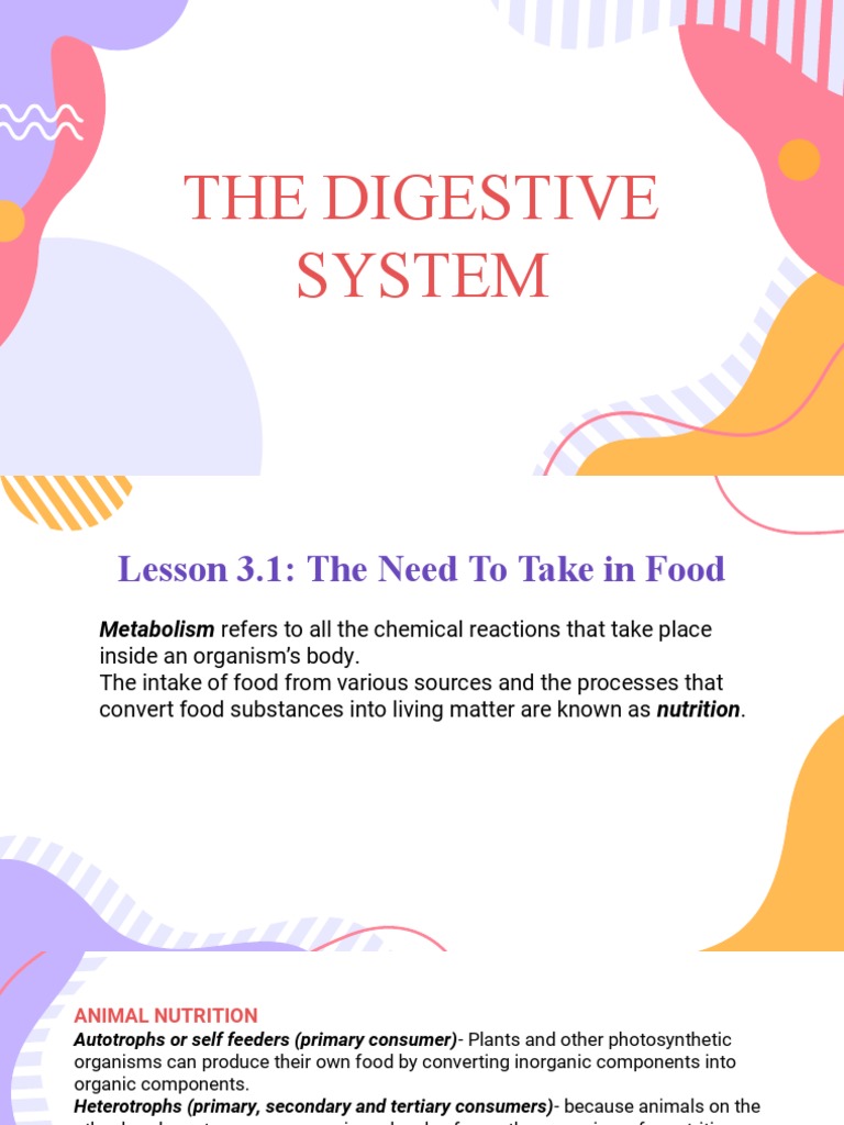 Digestive System | PDF | Stomach | Human Digestive System