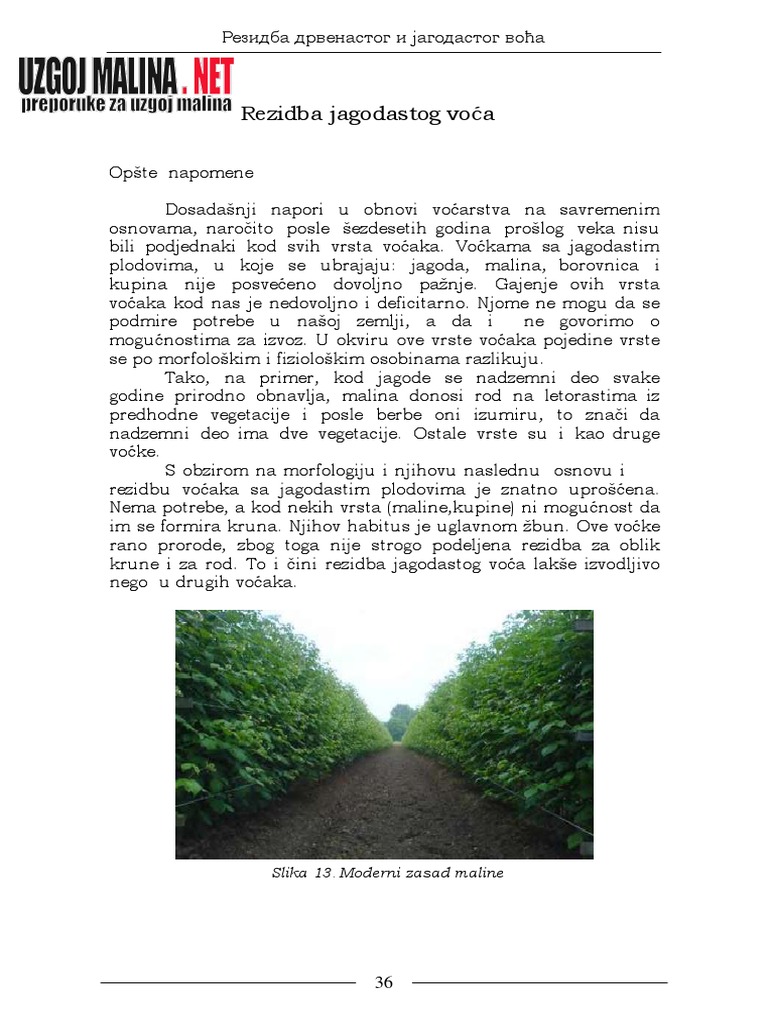 Rezidba Jagodastog Voca - Malina PDF | PDF