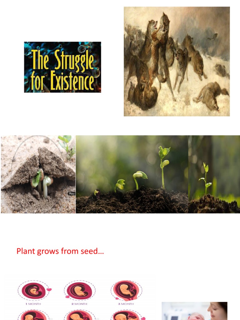 Struggle For Existence | PDF