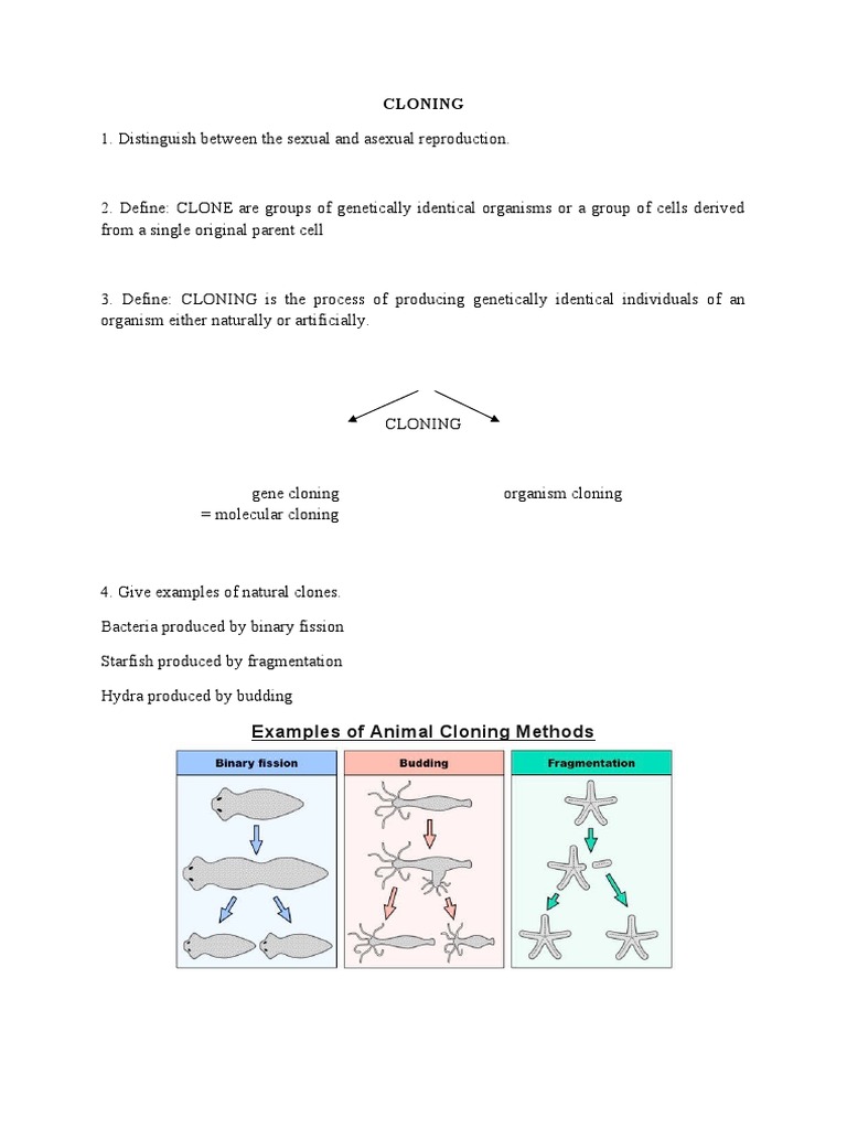 Cloning: Examples of Animal Cloning Methods | PDF | Molecular Cloning ...