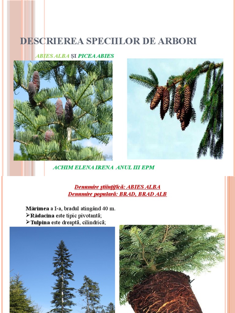 Descrierea Speciilor de Arbori | PDF