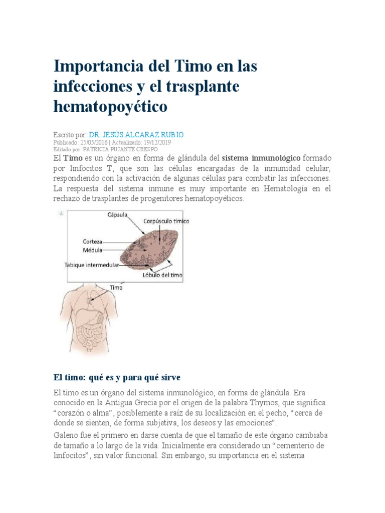 Glandula Timo Pdf Timo Linfocitos