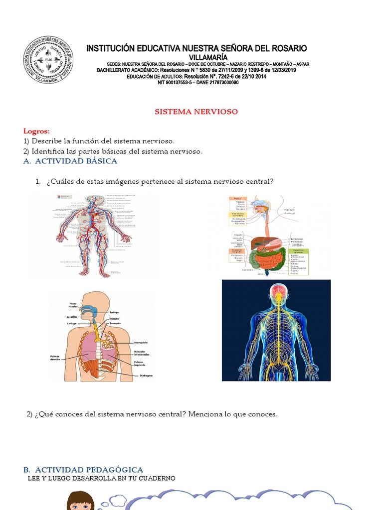 Sistema-Nervioso-para-Quinto-de-Primaria K | PDF | Sistema nervioso ...