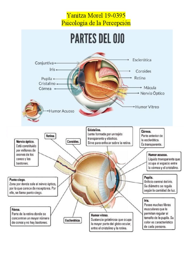 Partes Del Ojo | PDF