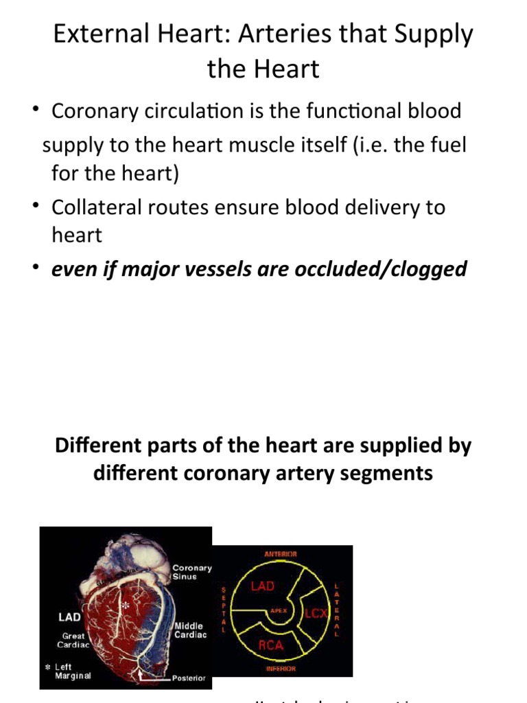 External Heart: Arteries That Supply The Heart | PDF | Coronary ...