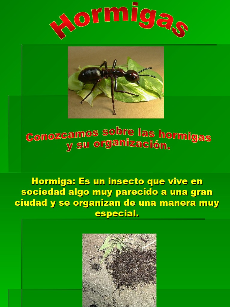 Las Hormigas y Su Organización - Pps | PDF