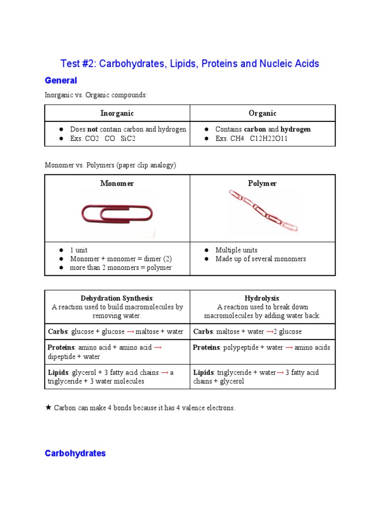 Test 2 - Carbohydrates, Lipids, Proteins and Nucleic Acids | PDF ...