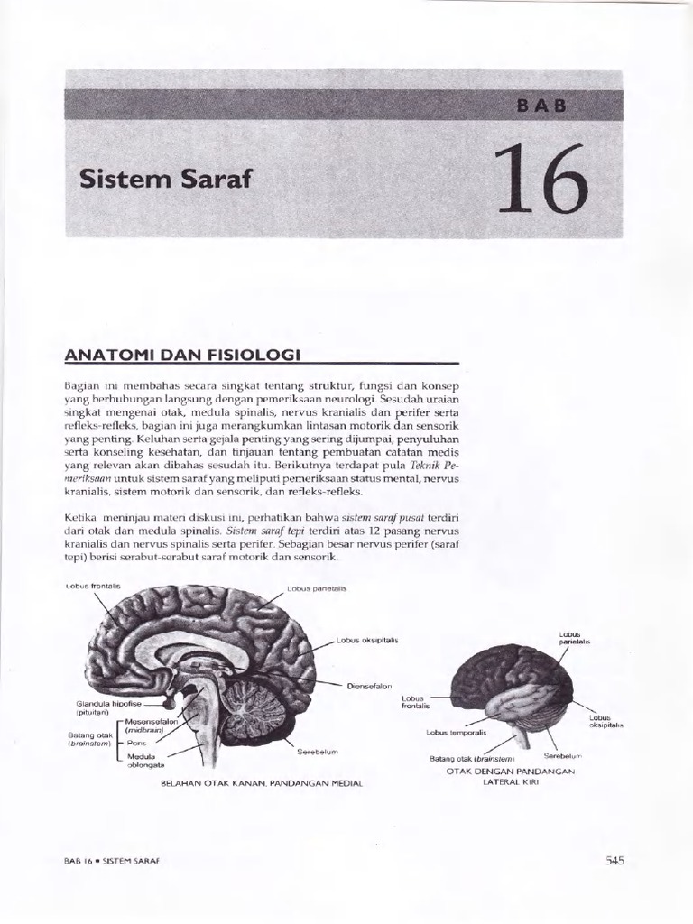Bab 16. Sistem Saraf | PDF