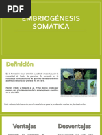 Desarrollo Embrionario en Vegetales | PDF | Reproducción | Botánica