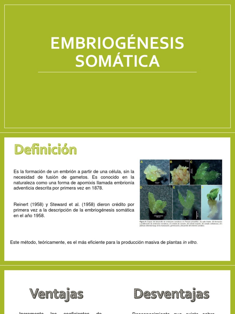 Embriogenesis Somatica PDF | PDF | Poliamina | Auxina