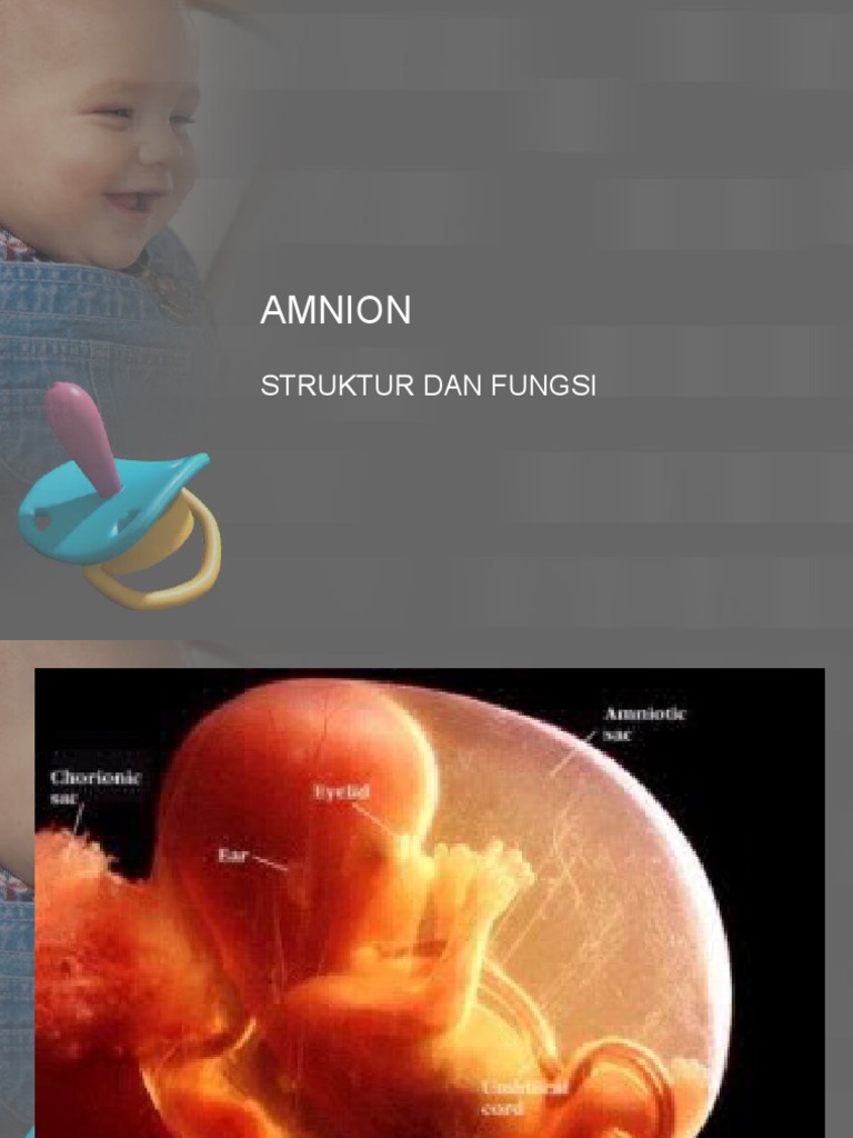 AMNION, Struktur Dan Fungsi | PDF