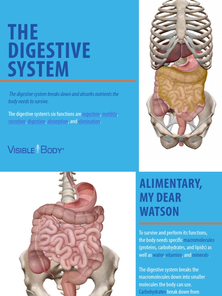 VisibleBody DigestiveSystem Ebook 2019 | PDF | Human Digestive System ...