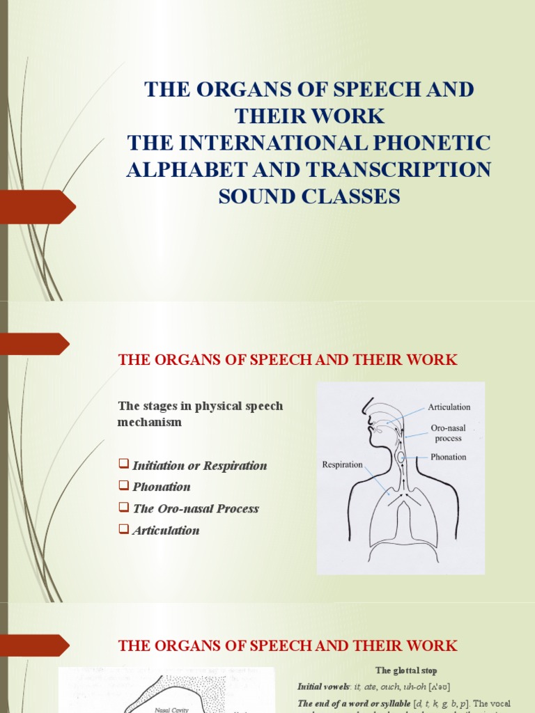 Anatomy and Process of Speech: A Guide to the Organs, Mechanisms ...