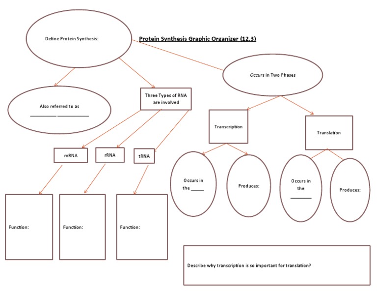 Protein Synthesis Graphic Organizer (12.3) | PDF