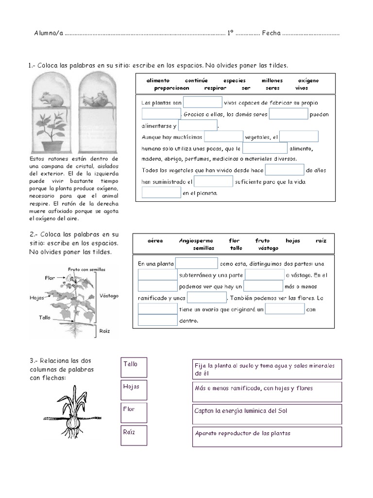 Ficha Las Plantas | PDF