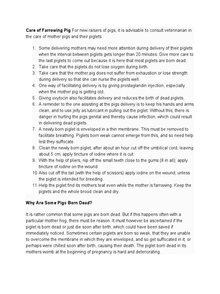 Care of Farrowing Pig For New Raisers of Pigs | PDF | Domestic Pig | Pig