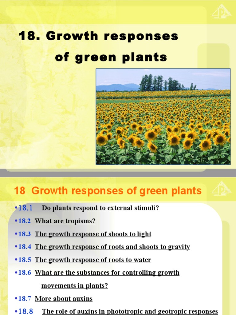 Plant Tropisms and Auxin Responses | PDF | Auxin | Plant Physiology