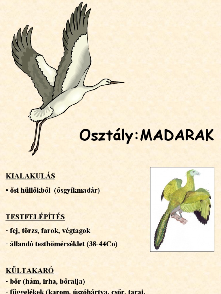 Madarak Osztálya | PDF