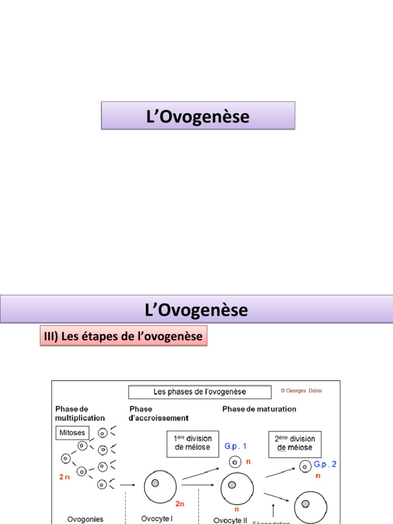 03 Ovogenese | PDF | Interactions biologiques | Système de reproduction ...