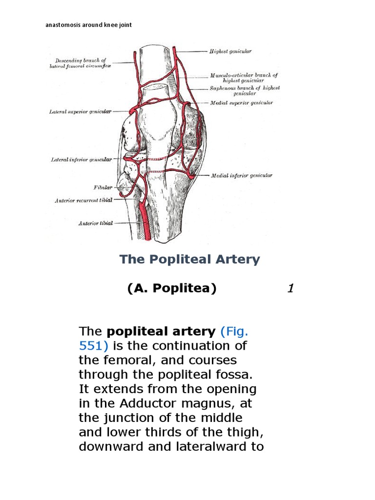 The Popliteal Artery | PDF | Knee | Cardiovascular System
