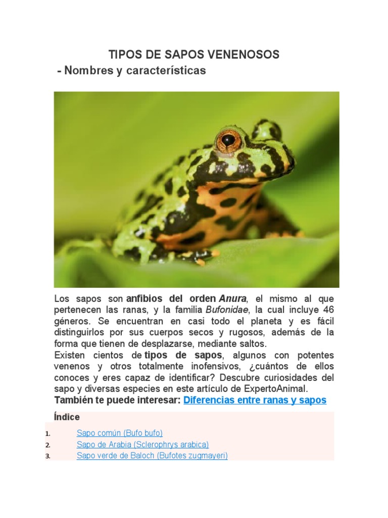 Tipos de Sapos Venenosos y Sus Características | PDF | Rana ...