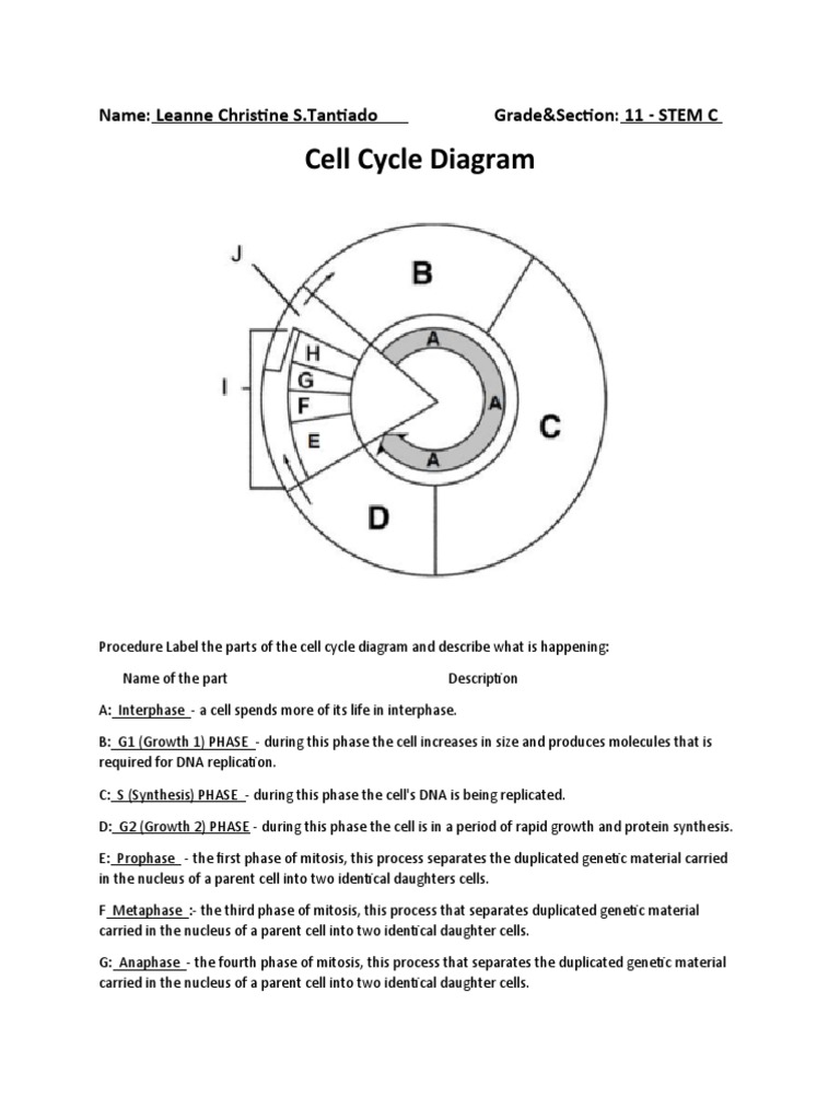 Cell Cycle Diagram: Name: Leanne Christine S.Tantiado Grade&Section: 11 ...