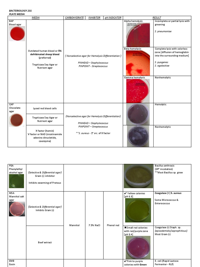 Bacterial Culture Media in Plate & Tube | PDF