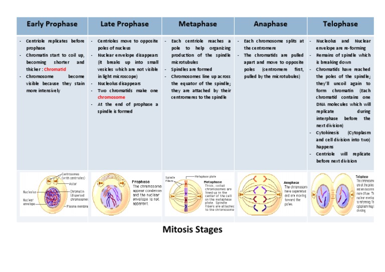 Early Prophase Late Prophase Metaphase Anaphase Telophase: Mitosis ...