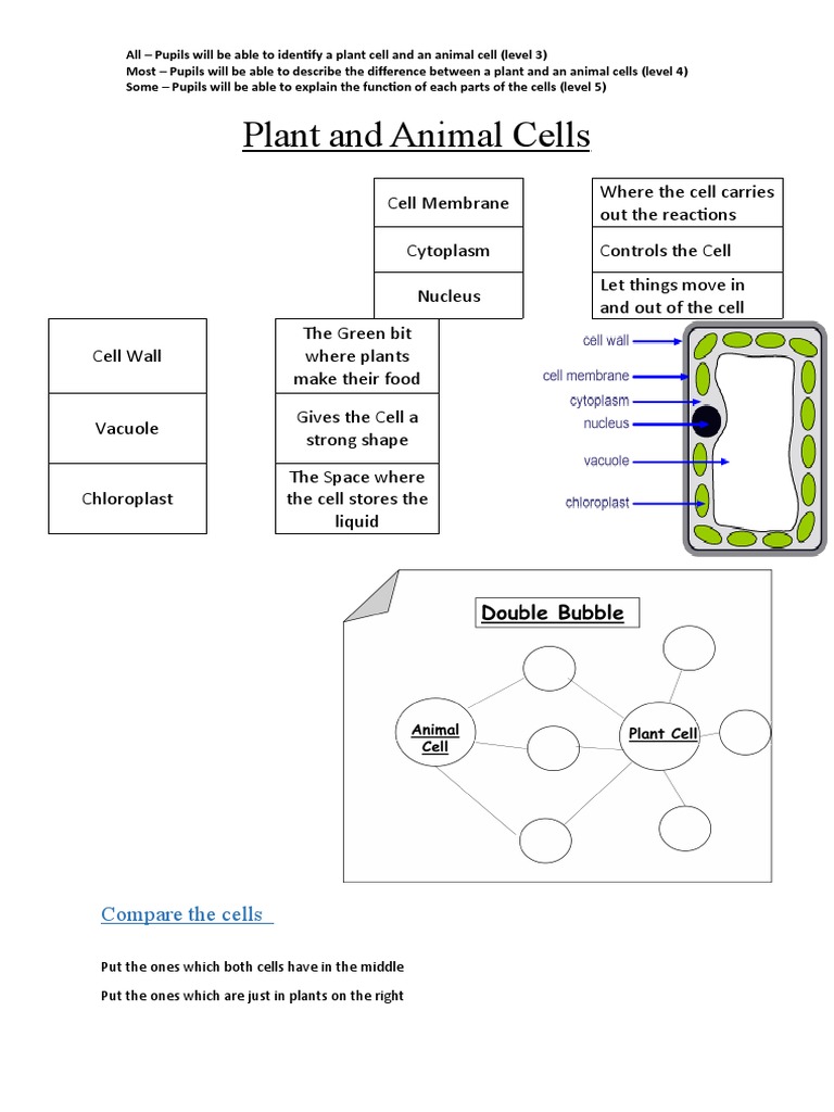 Plant and Animal Cells - Worksheet | PDF | Cell (Biology) | Plants