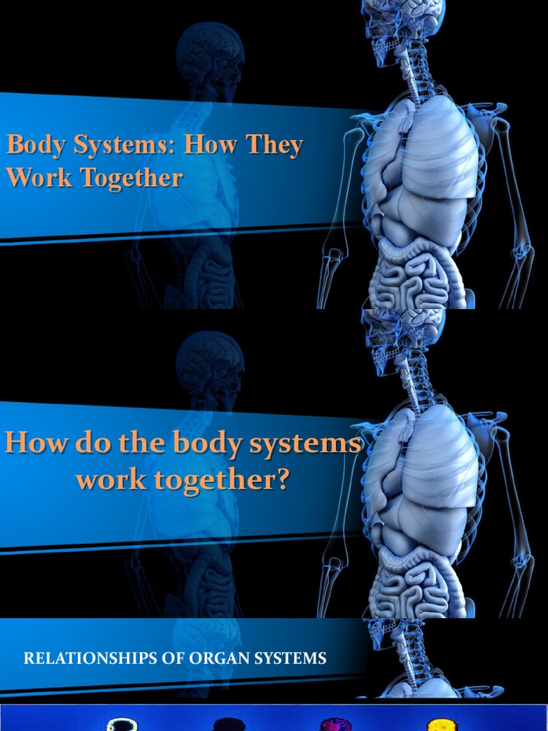 Body Systems: How They Work Together | PDF | Human Body | Homeostasis