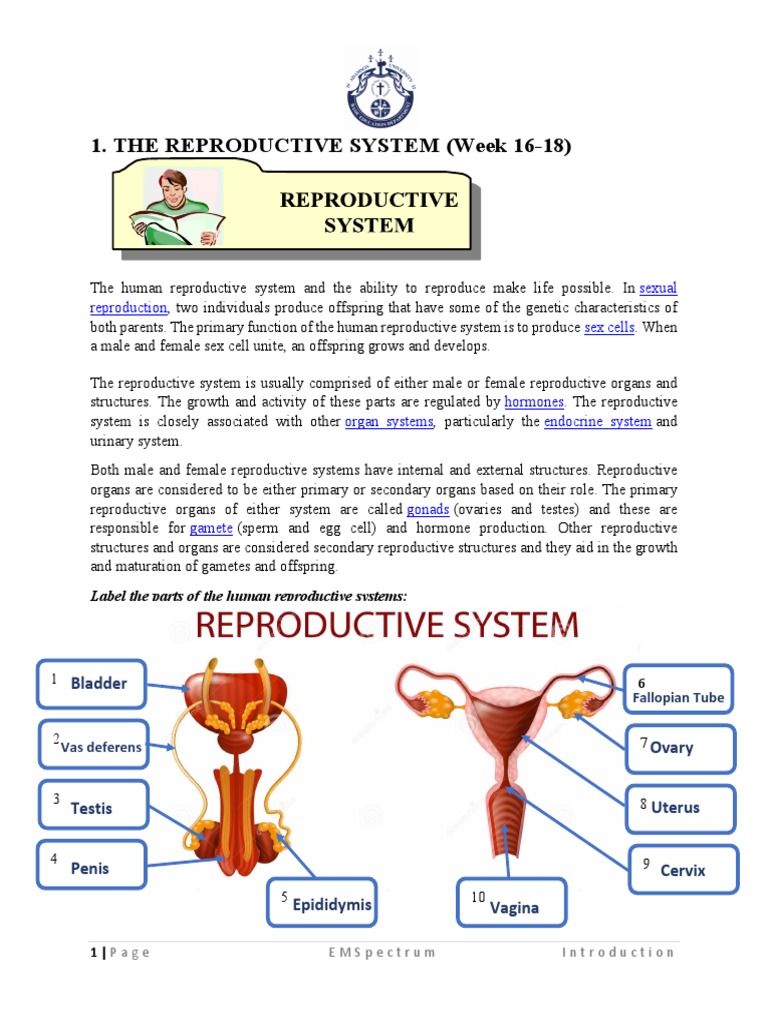 1 Reproductive System | PDF