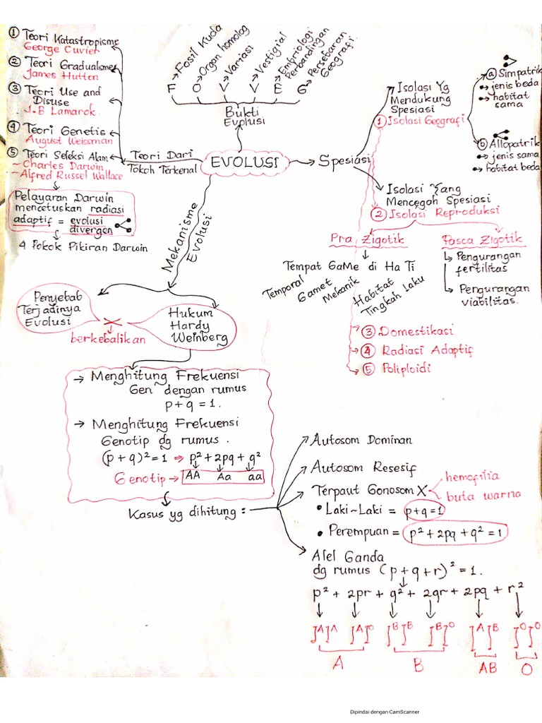 mind map EVOLUSI