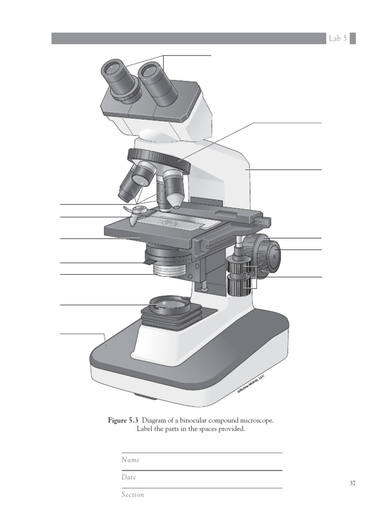Figure 5.3 Diagram of A Binocular Compound Microscope.: Name Date ...