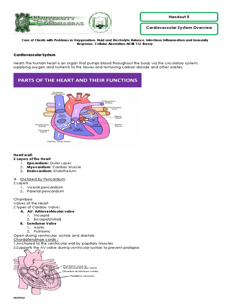 Handout 5 CardioVascular System Overview | PDF | Heart Valve | Heart