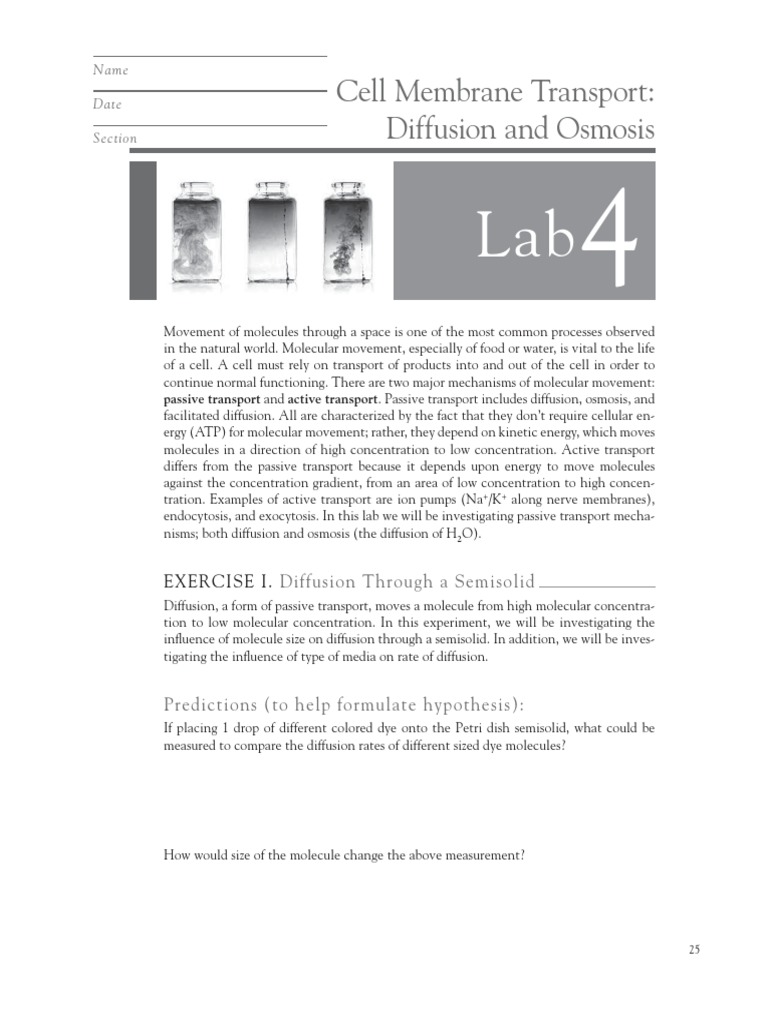 Cell Membrane Transport Lab | PDF | Osmosis | Diffusion