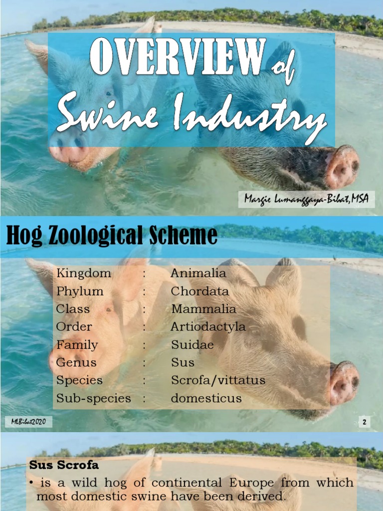 Overview of Swine Breeds in the Philippines | PDF | Pig | Domestic Pig