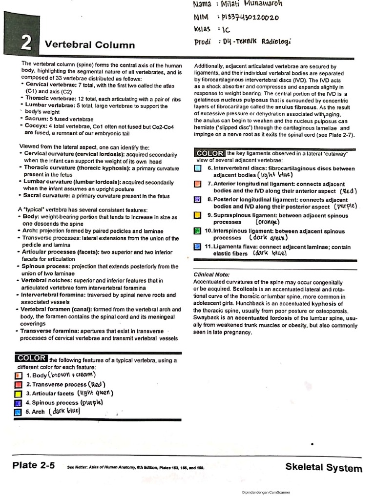 Netter Columna Vertebra | PDF
