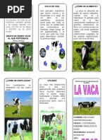 Ciclo de Vida de La Vaca | PDF | Vacas | Leche