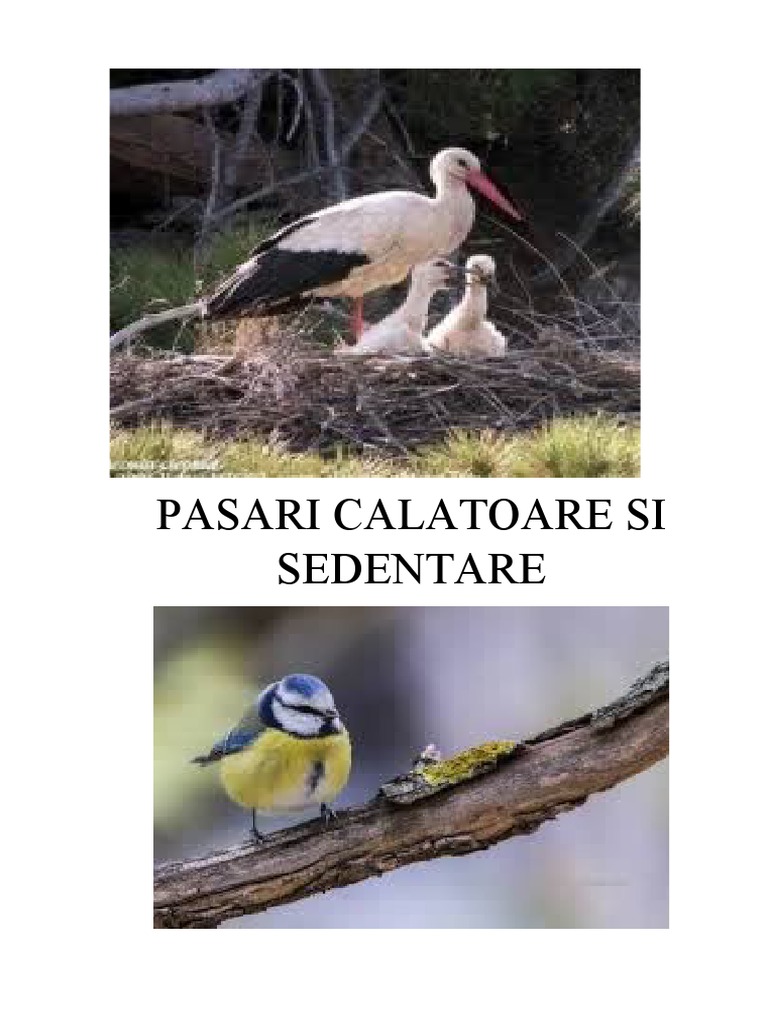 Pasari Calatoare Si Sedentare | PDF